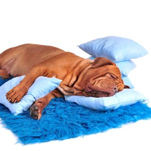 Gallery | Pet Castle Resort