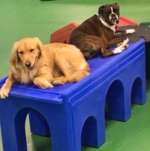 Gallery | Pet Castle Resort